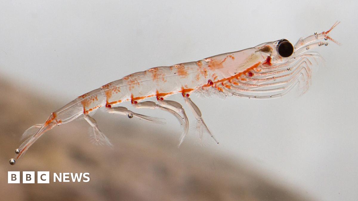 Antarctic krill: Key food source moves south - BBC News