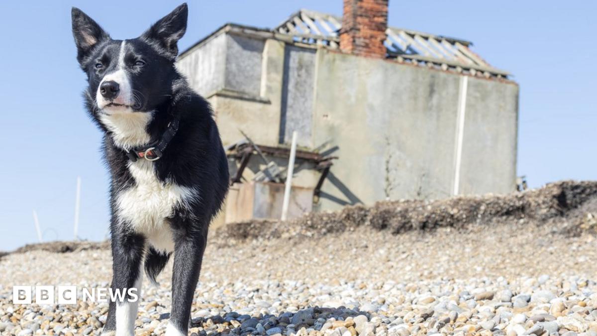 Orford Ness: Remote shingle spit sheepdog 'finds sea legs' - BBC News