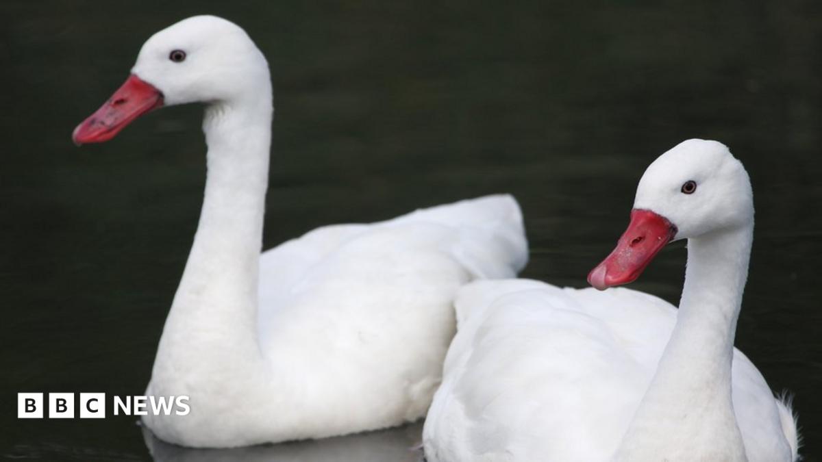 Bird flu fear over dead swans found in London canals - BBC News