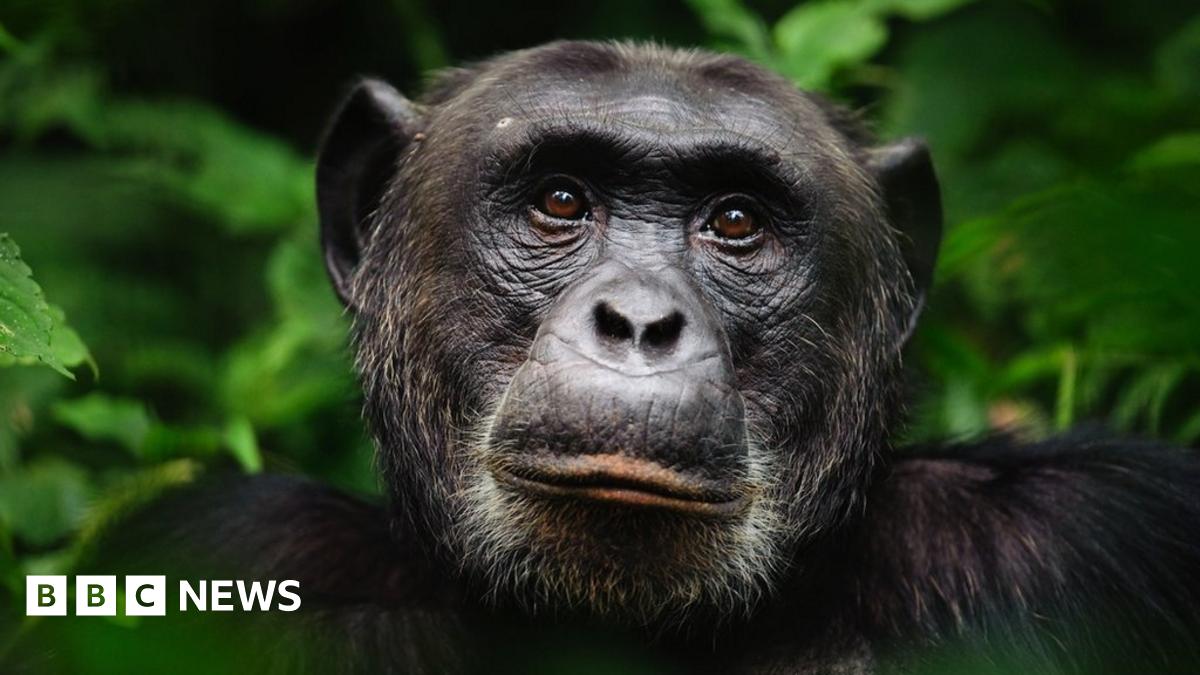 Chimps show off their 'signature' drum beats - BBC News