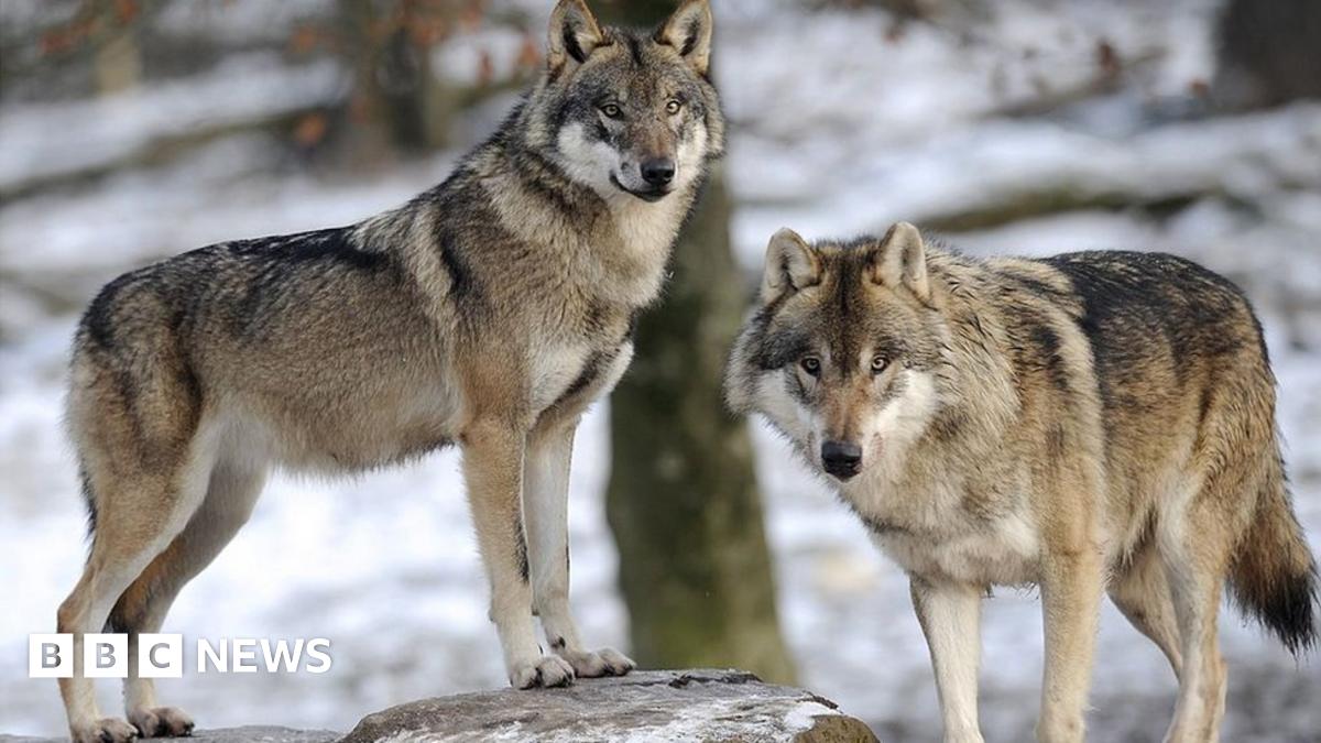 Study reveals the wolf within your pet dog - BBC News