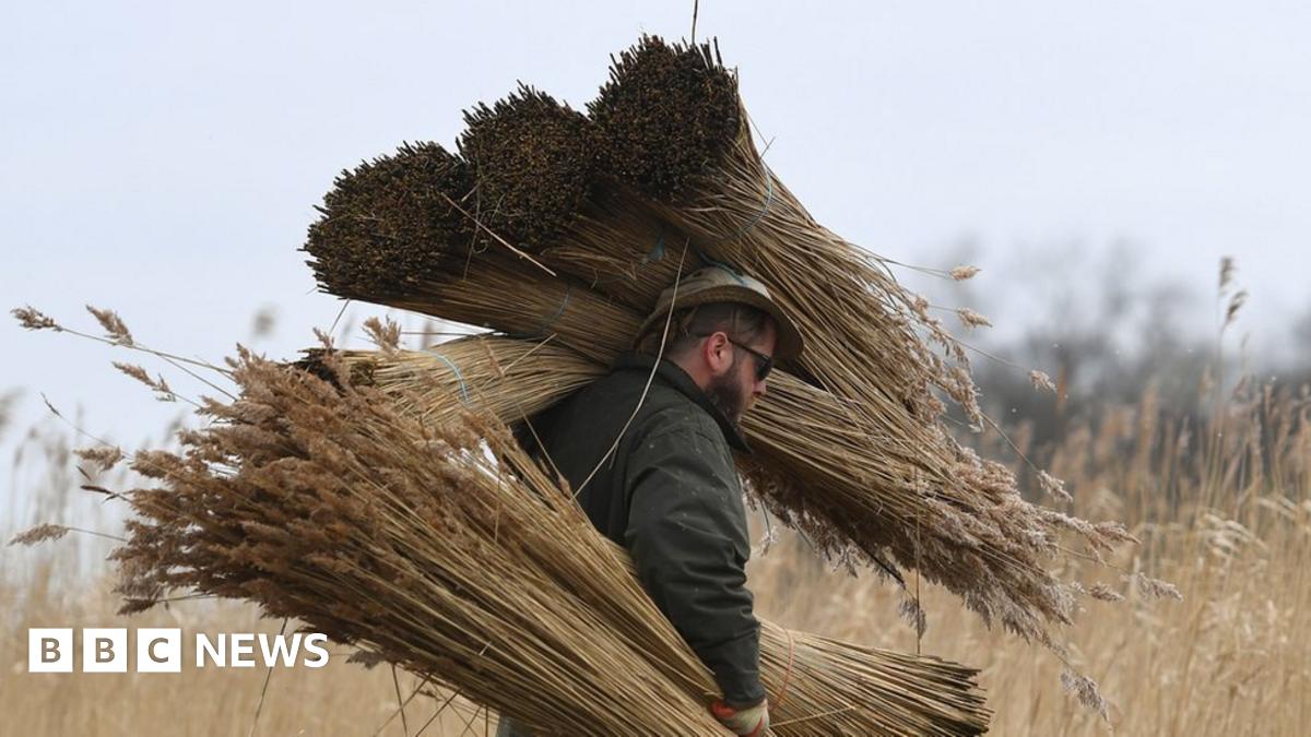 Norfolk Broads reed cutters keep ancient craft alive - BBC News
