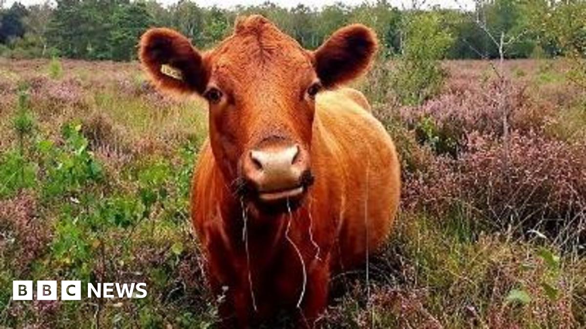 New walks created at Guildford's Tyting Farm nature reserve - BBC News