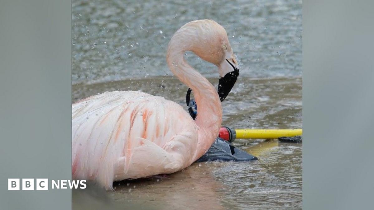 Banham Zoo helps animals cool off during hot weather - BBC News
