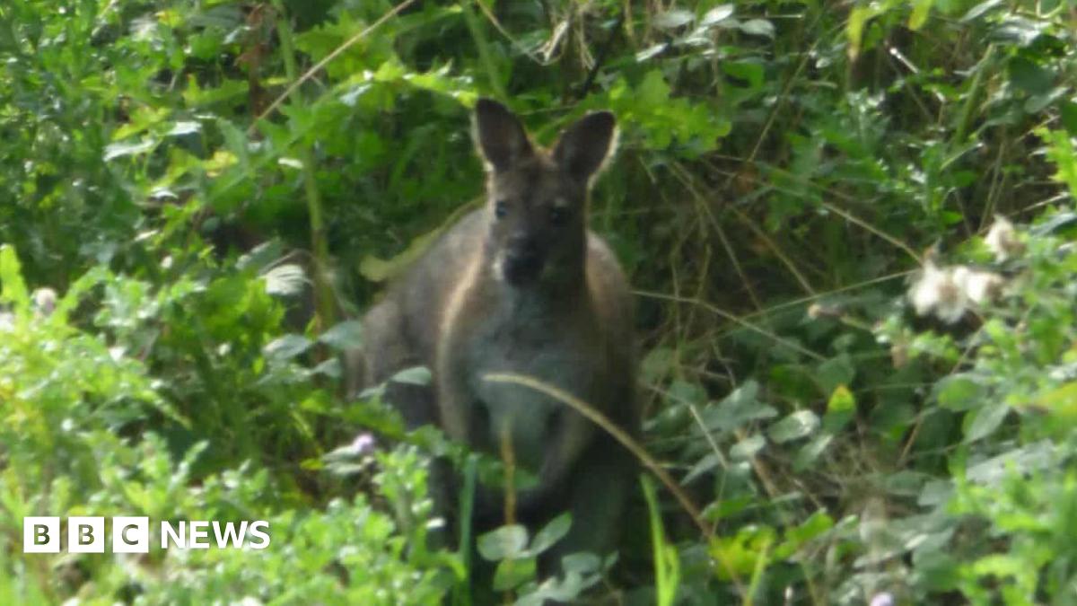 How common are wild wallabies in Suffolk and Norfolk? - BBC News