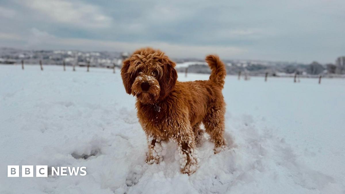 Wales snow in pictures: Frosty scenes as winter emerges - BBC News