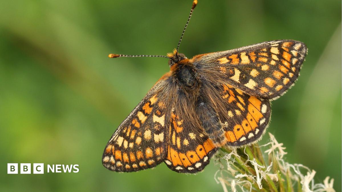 Nature: Conservation team reintroduces rare butterfly to Wales - BBC News