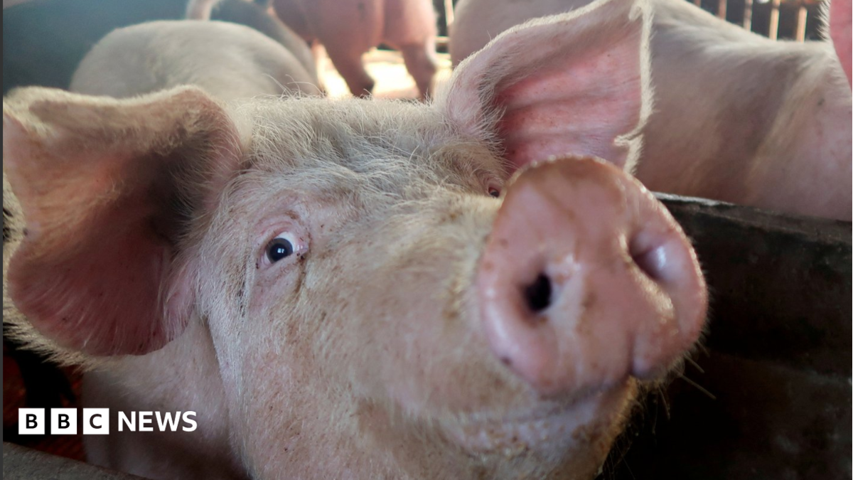 Council risks 'maladministration' in Stow Bedon pig farm row - BBC News