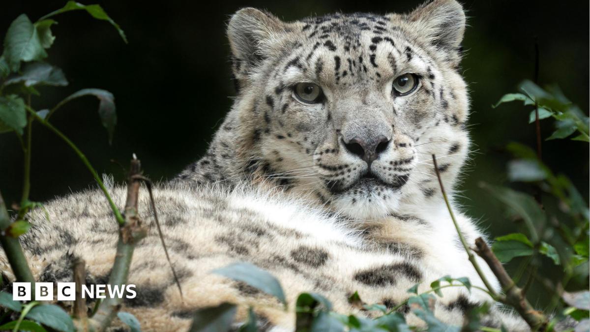 Marwell Zoo pays tribute to 'playful' snow leopard - BBC News