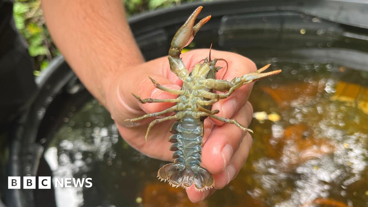 Rare white-clawed crayfish rescued from drying beck in Bradford - BBC News