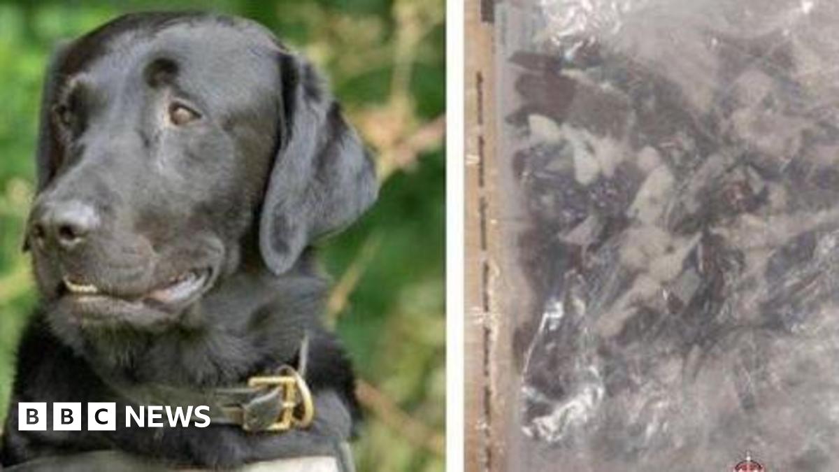 Kent Police: Dartford drugs dog in cocaine and heroin discovery - BBC News