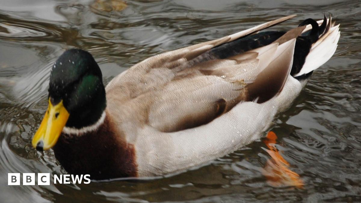 Ducks abandon 'vile' pond in Silver End garden village - BBC News