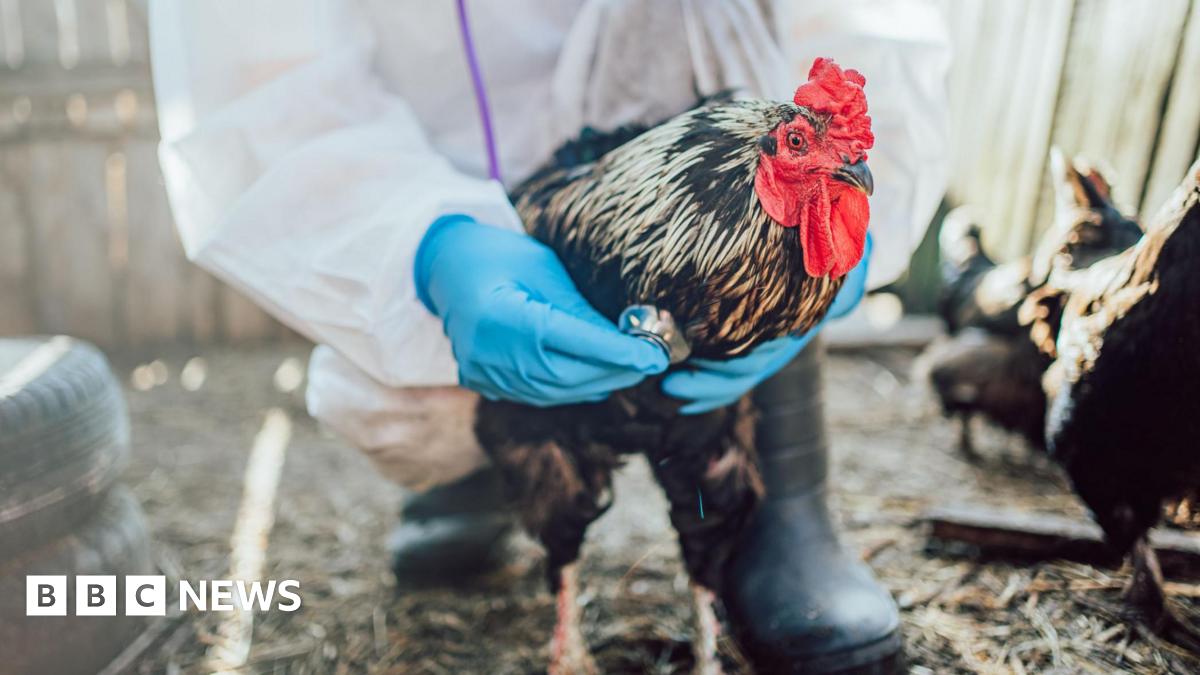 Further bird flu cases confirmed in East Yorkshire - BBC News