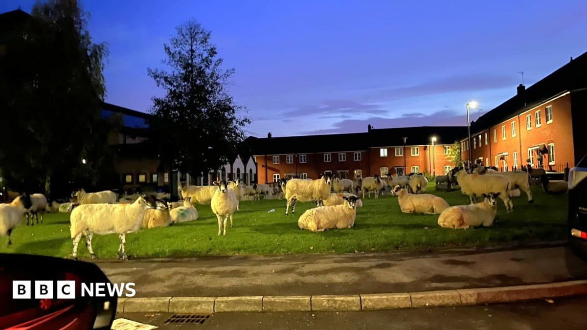 Farmer shares warning after hundreds of escaped sheep block bypass ...