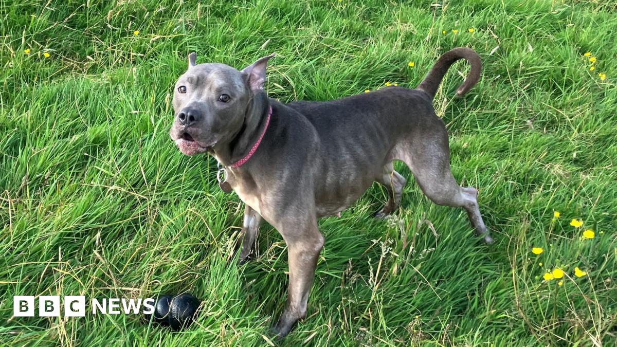 Luna the dog makes 'amazing' recovery from 'worst case of neglect ...