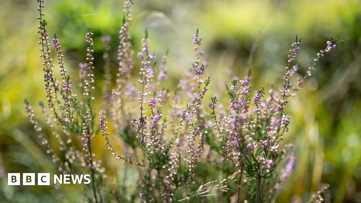 Teenager's photo of Cornish heather wins top Eden Project prize - BBC News