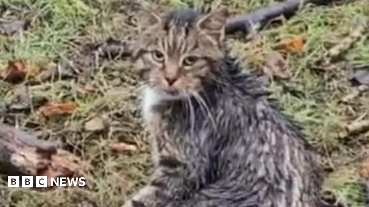 SSPCA appeal after cat found in illegal trap had to be euthanised - BBC ...