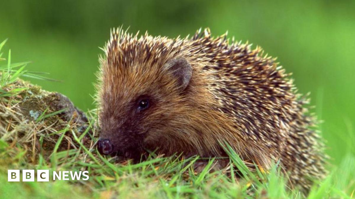 Castleford: Fourth hedgehog harmed after others kicked to death - BBC News