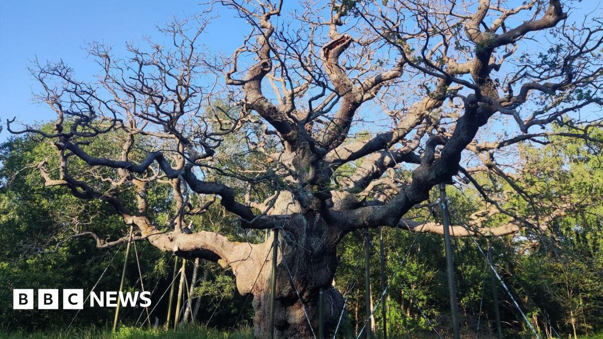 Action to help 'Robin Hood' tree in Sherwood Forest in heatwave - BBC News