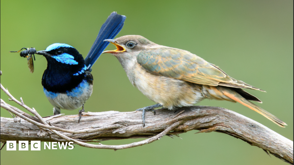 Cuckoo evolves and boosts biodiversity, Cambridge study shows - BBC News