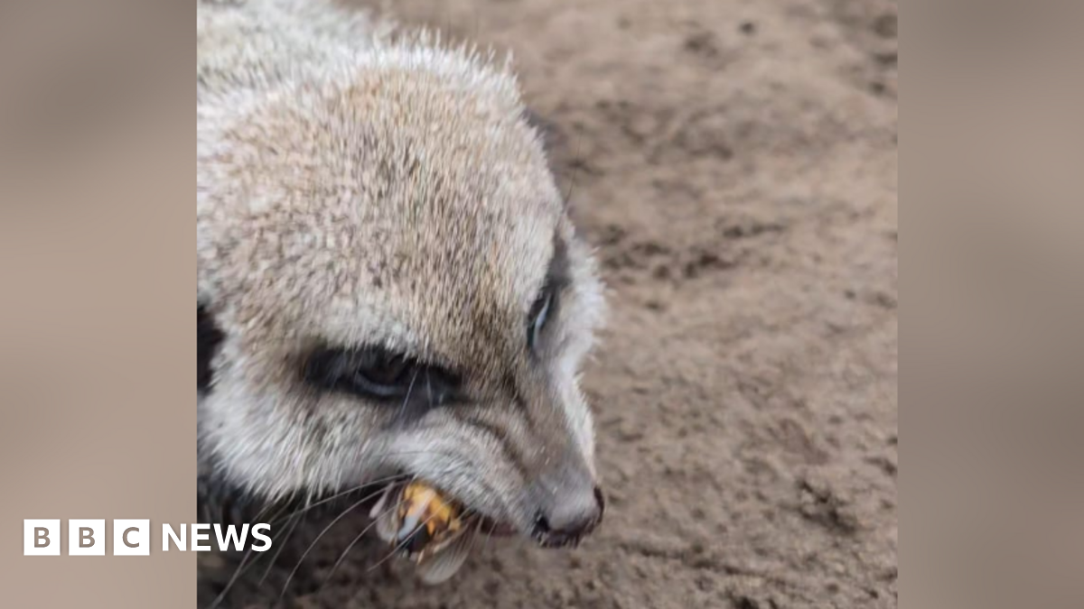 Meerkats and cockroaches cheer up jilted lovers at Messingham Zoo - BBC ...