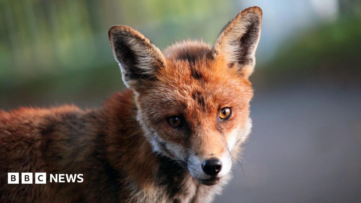 Police investigate alleged attack after Hull fox death - BBC News