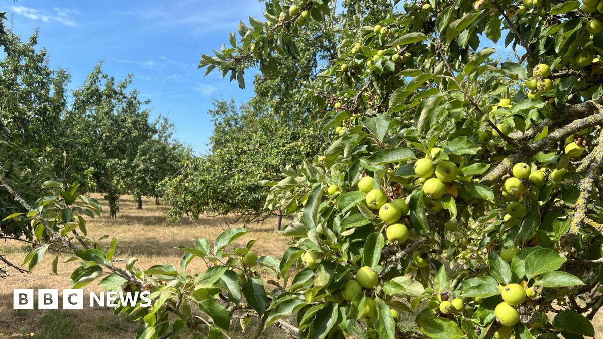 Somerset and Gloucestershire cider producers expect bumper crops - BBC News