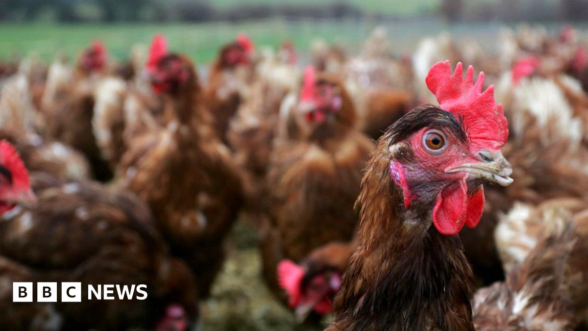 Avian flu outbreaks see 1.8 million farmed birds culled - BBC News