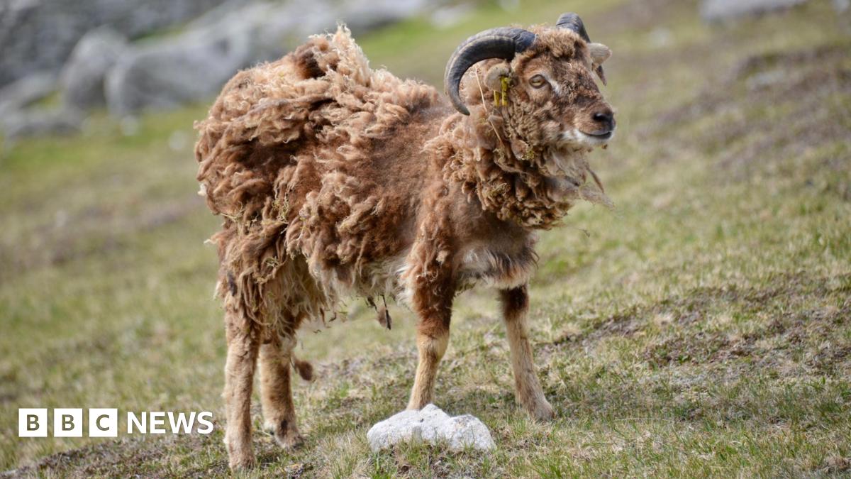 Fresh call from Uist vets for controls on remote St Kilda's sheep - BBC ...