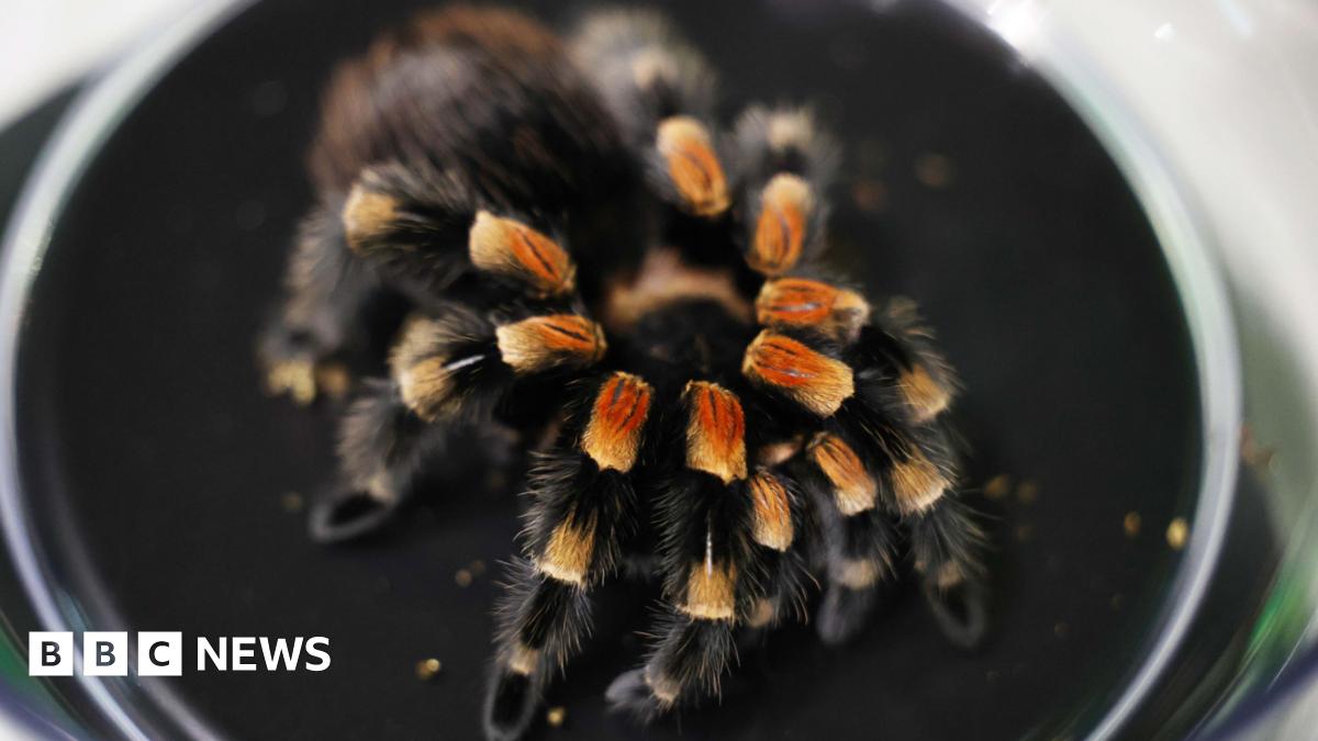 Tarantulas discovered abandoned at Salford flat in unsecure tubs - BBC News