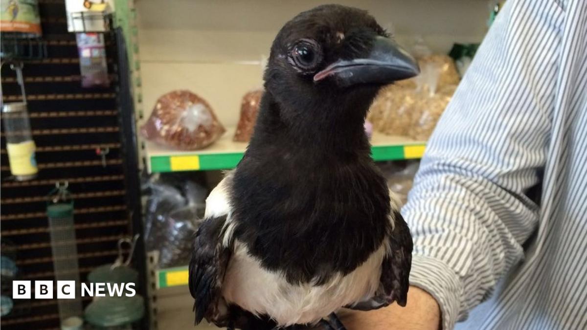 Pet shop owner bonds with rescued baby magpie Pica - BBC News