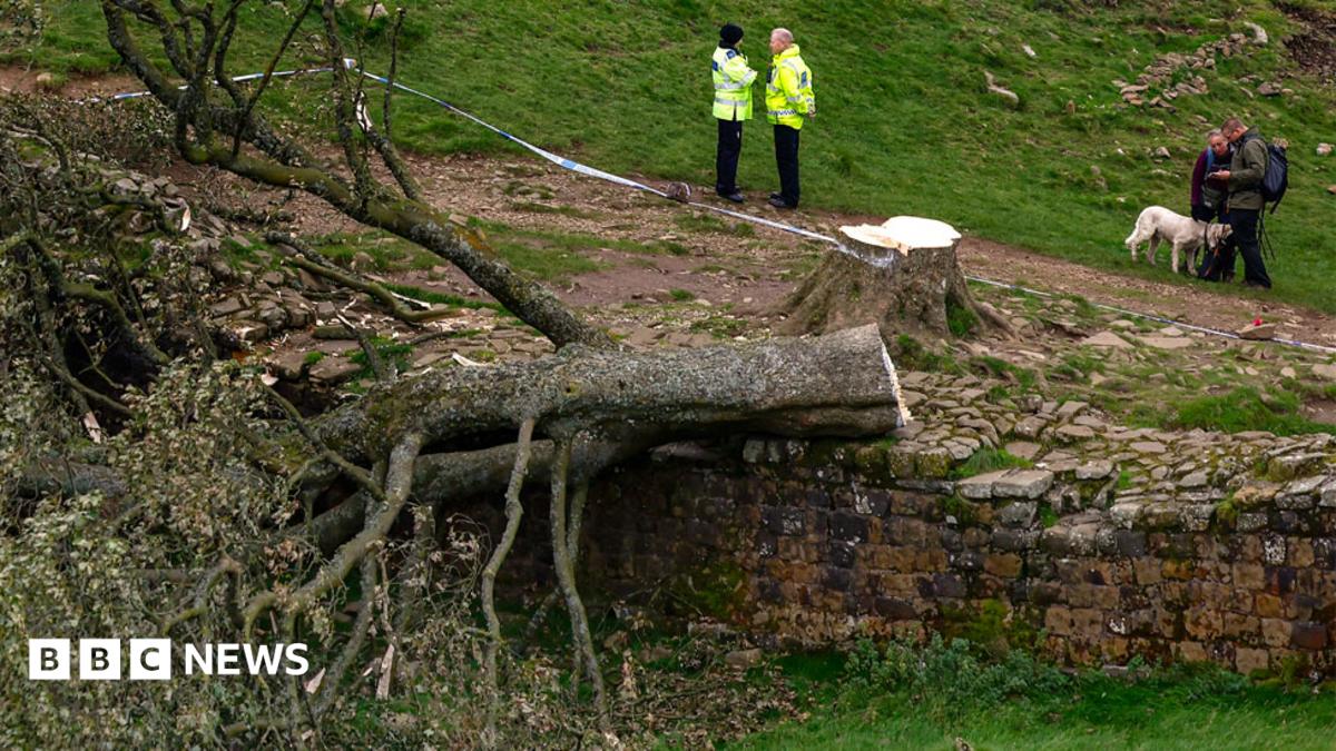 Sycamore Gap: Hadrian's Wall damage found after tree cut down - BBC News