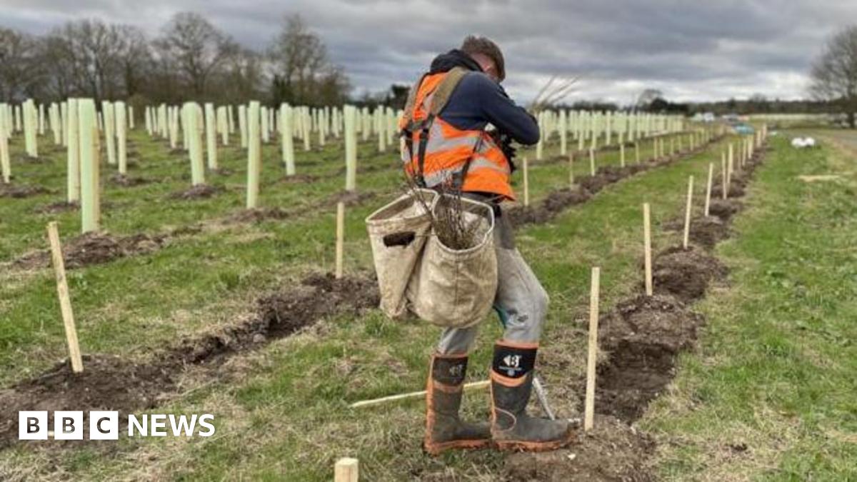 Cottingham: Volunteers help to plant 38,000 trees in wood scheme - BBC News