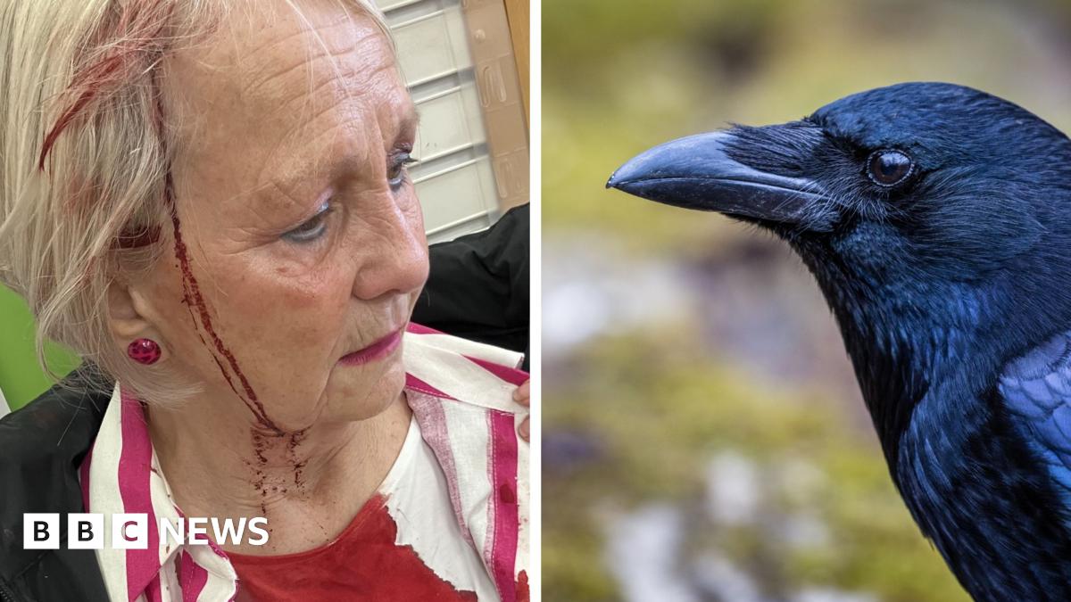Why have crows been attacking people in Nottinghamshire? - BBC News