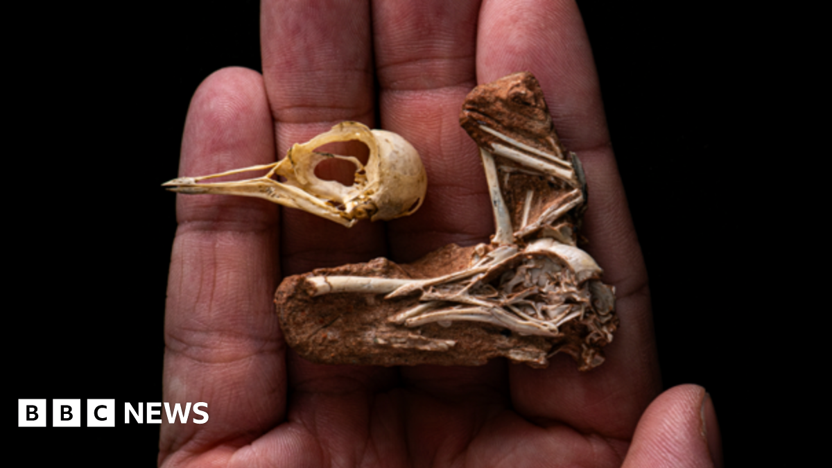 Bird brain from age of dinosaurs to help Cambridge researchers - BBC News