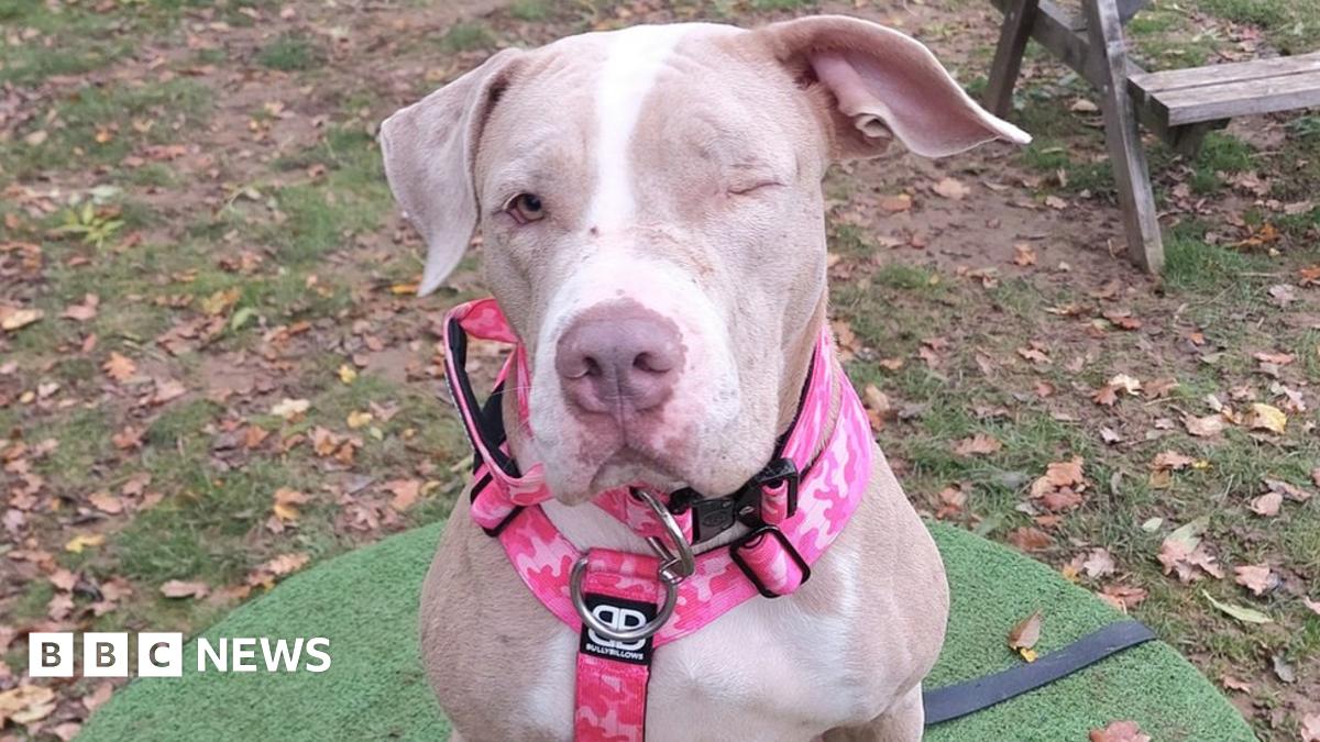 American bully XLs: Owners confused by ban, says RSPCA - BBC News