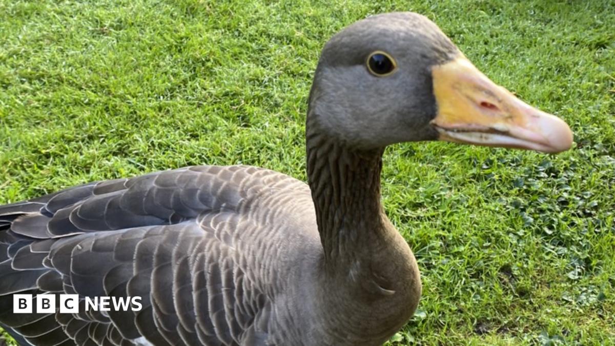 Man appeals to find goose on the loose in Suffolk - BBC News
