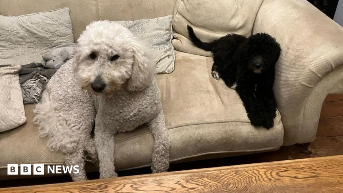 Caterham dog attack: Police slammed as dogs held for 10 months - BBC News
