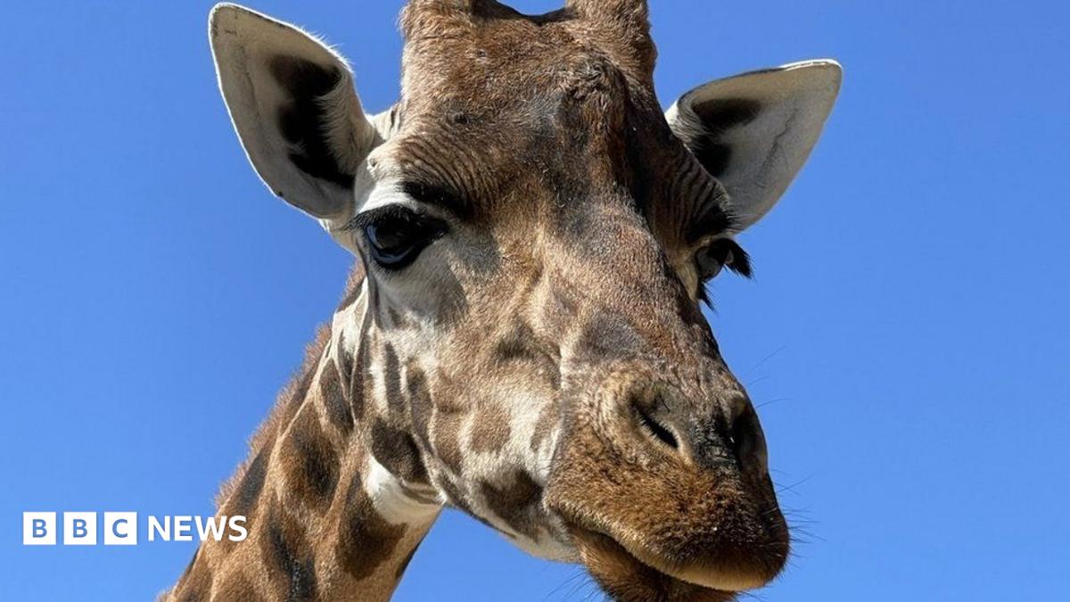 Marwell Zoo's deep sadness at death of 19-year-old giraffe - BBC News
