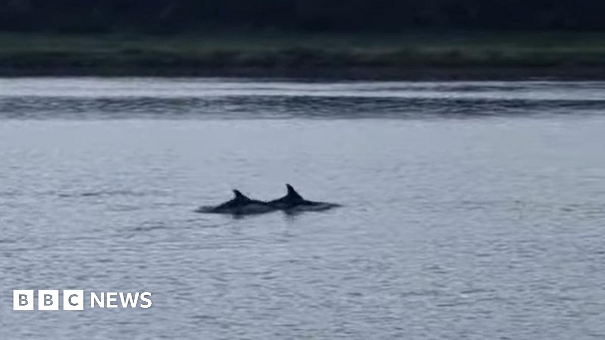 King's Lynn: Woman stunned by River Great Ouse dolphin sighting - BBC News
