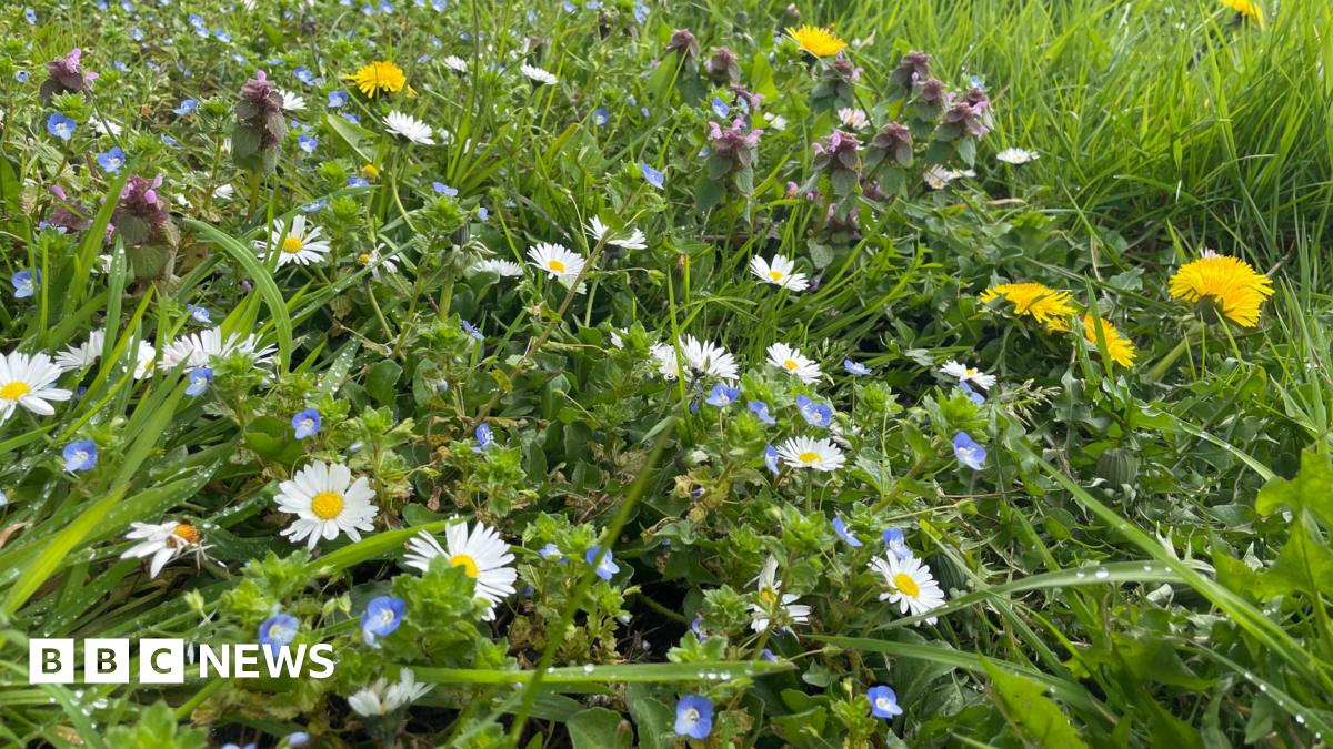 Rochford District Council decides against £130k rewilding plan - BBC News