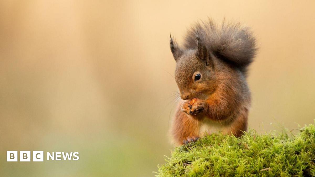Fears fatal red squirrel disease has moved north - BBC News