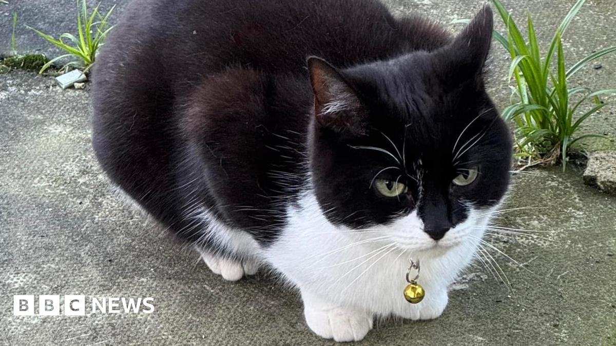 Sussex family's heartbreak as cat mauled to death by dogs - BBC News