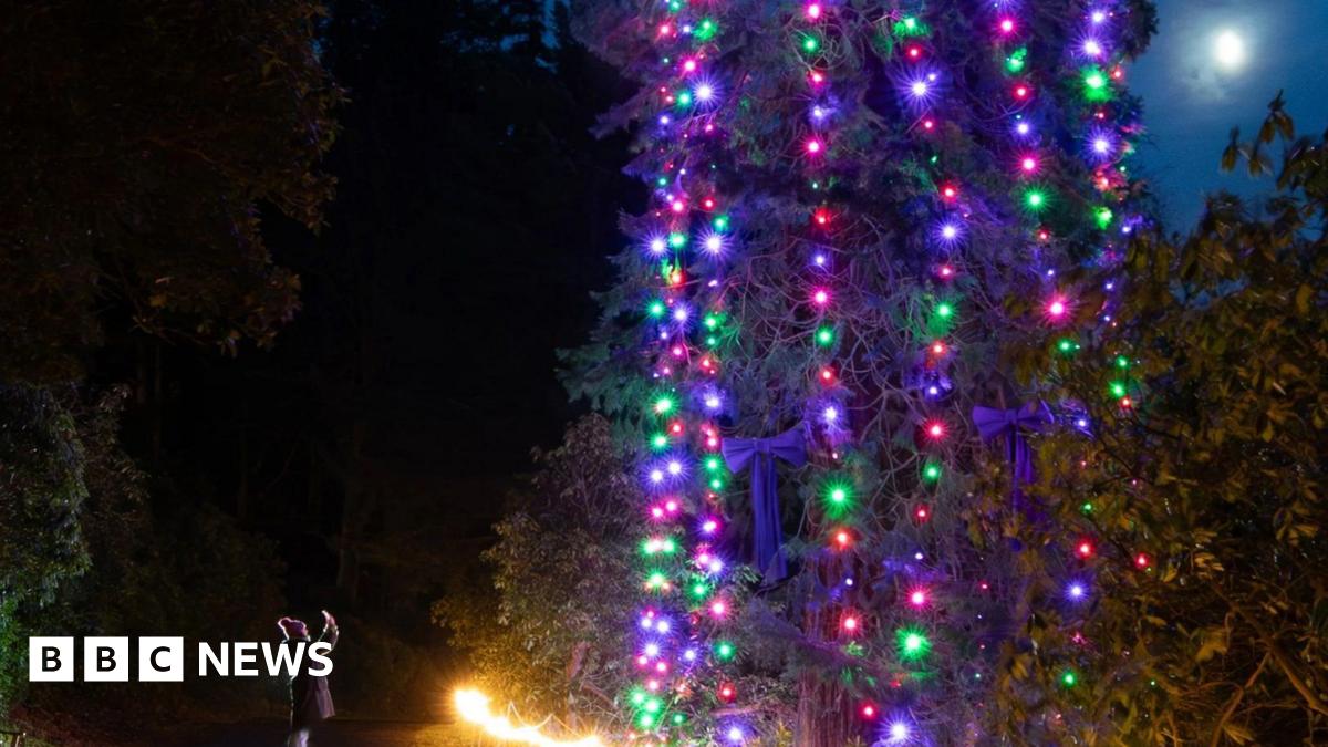 Cragside's 147ft tree sets Christmas world record - BBC News