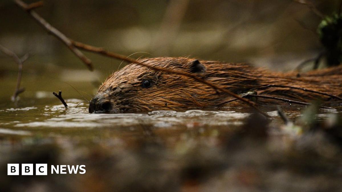 Plymouth male beaver rehomed after mate died - BBC News