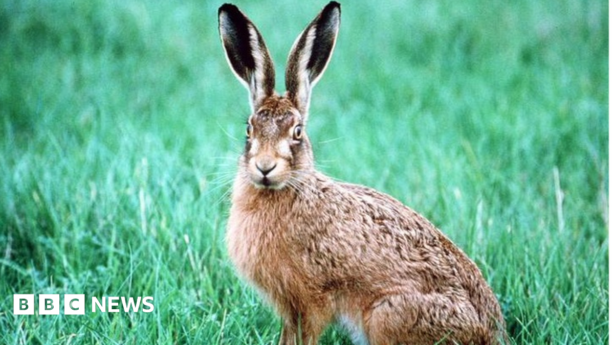 Shropshire farmer hits out at 'evil and sick' hare coursers - BBC News