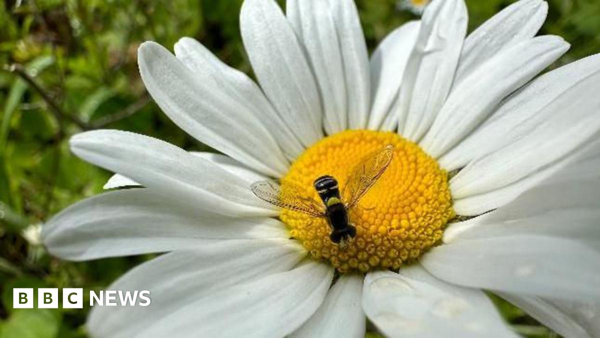 Hampshire & Isle of Wight's Big Picture: 13 May - 19 May 2024 - BBC News