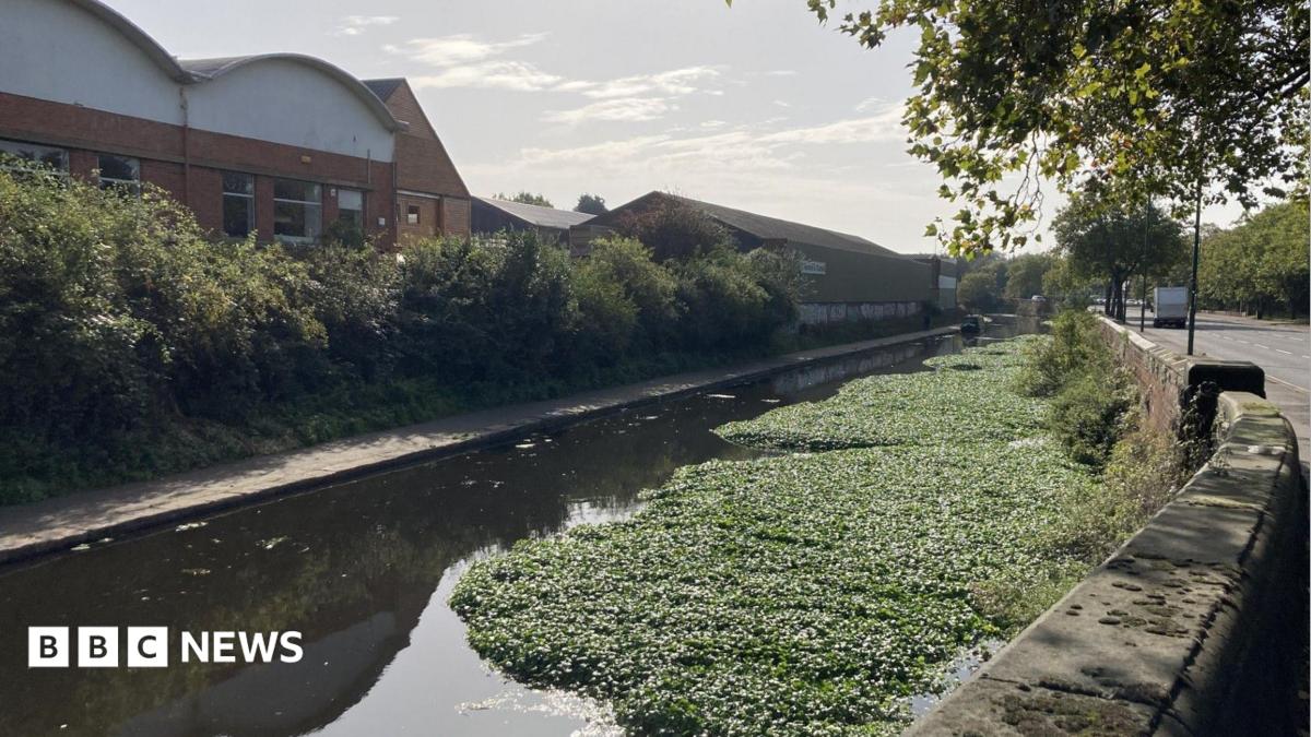 Charity says invasive weed in River Soar is 'big problem' - BBC News