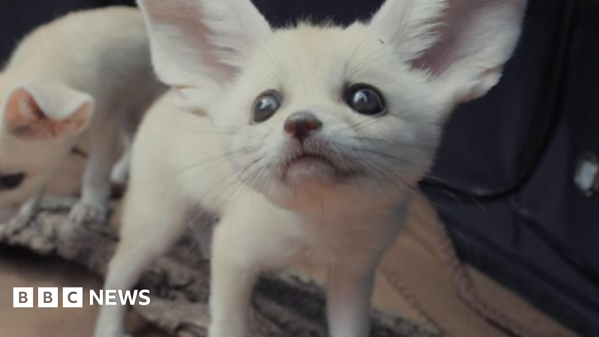 Keepers celebrate first fennec fox kits bred at Longleat - BBC News
