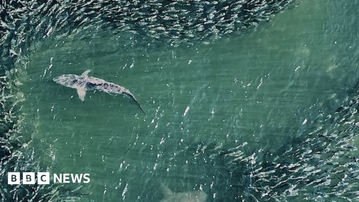 Drones are showing us sharks like never before - BBC News